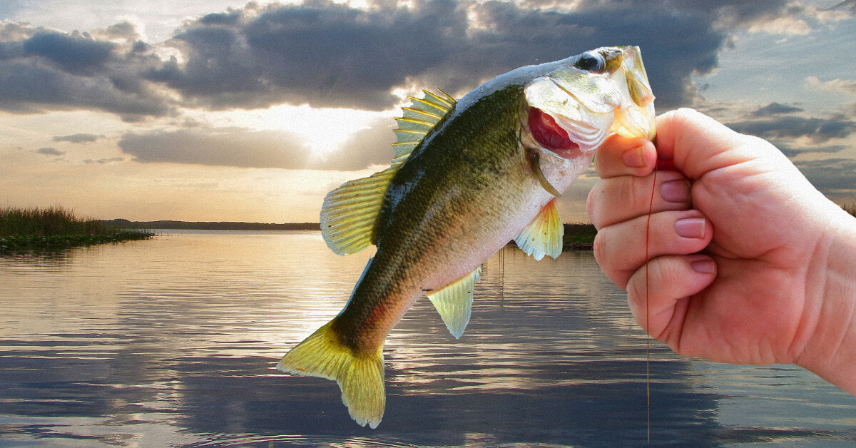 Bass Fishing Near Me: Interactive Map For Finding Bass Lakes