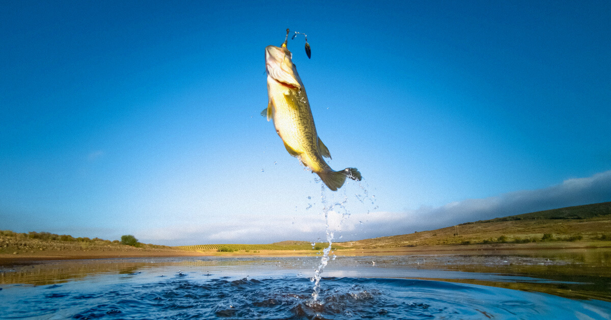 How To Use Our Bass Fishing Water Temperature Chart