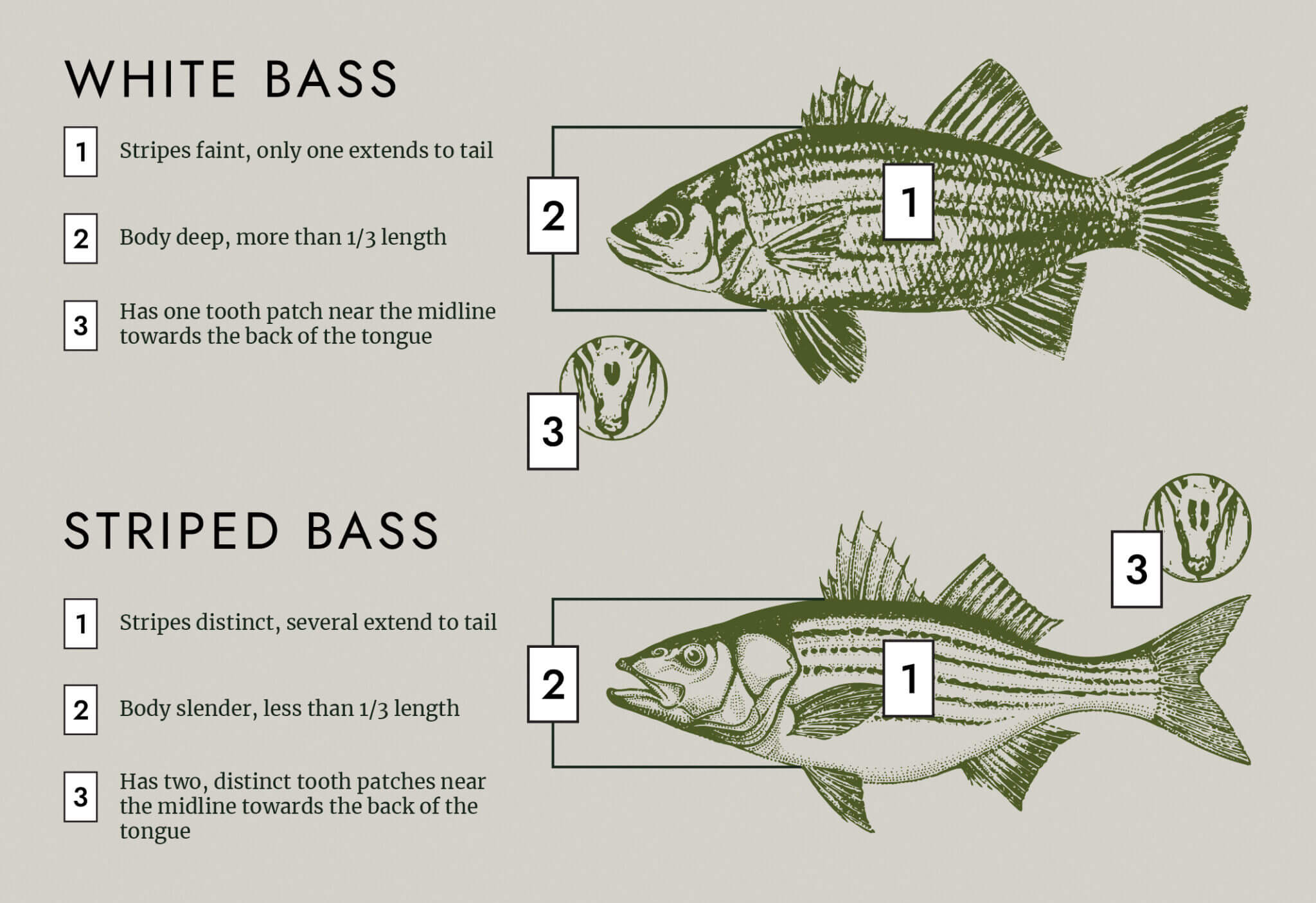 Striped Bass Vs White Bass: An Informative Breakdown
